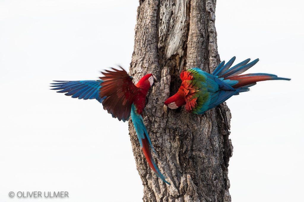 Vögel/Vögelarten - Oliver Ulmer Fotografie